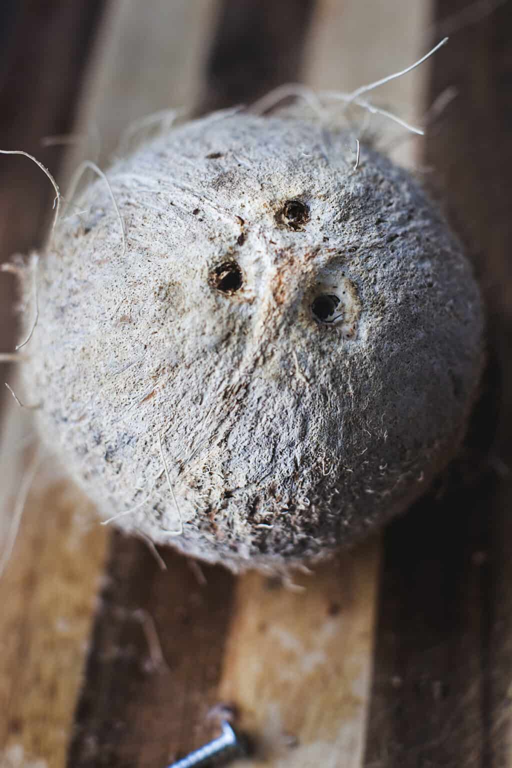 How to Open a Coconut in 4 Easy Ways! - Simply Suwanee